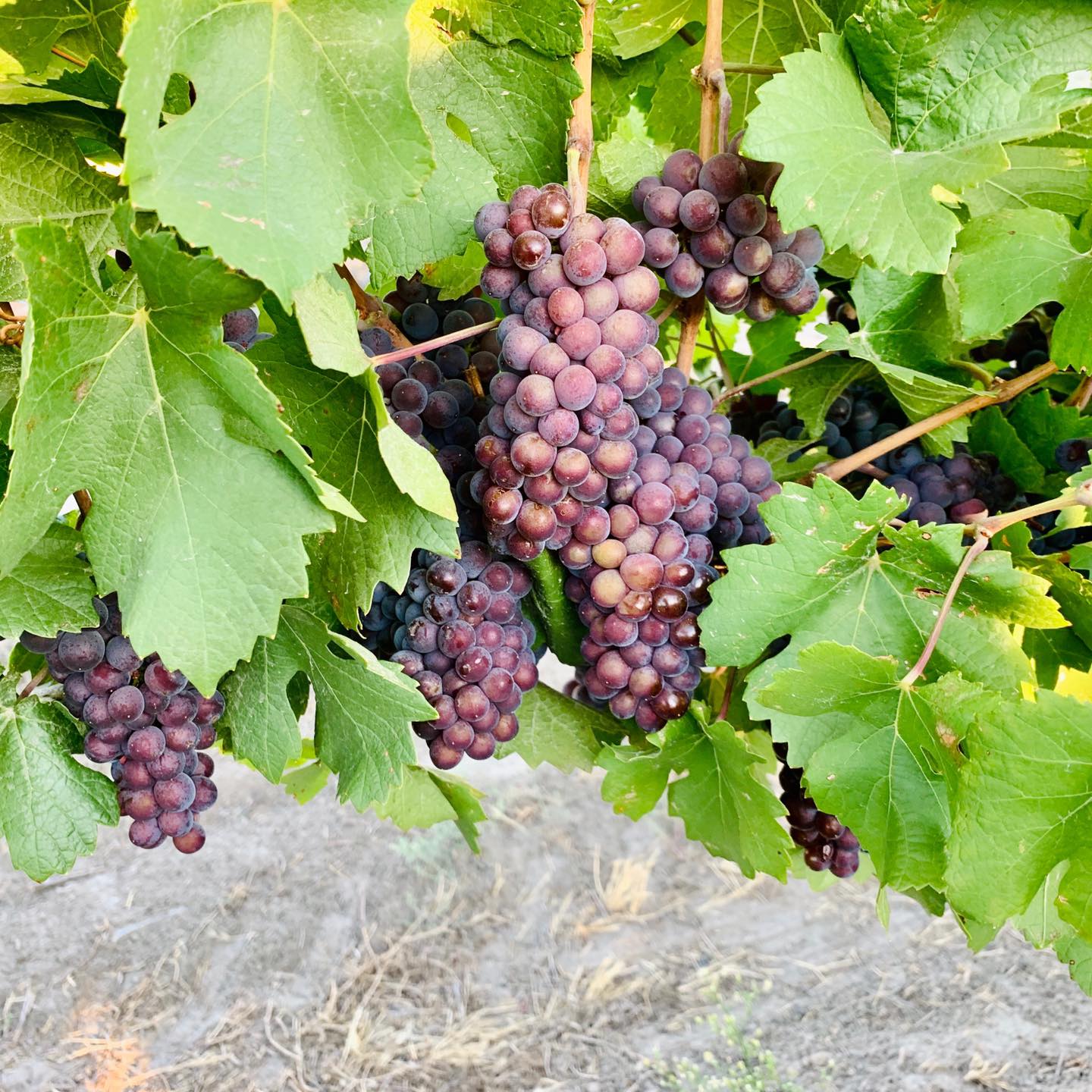 About The Monson Family – Goose Ridge Estates