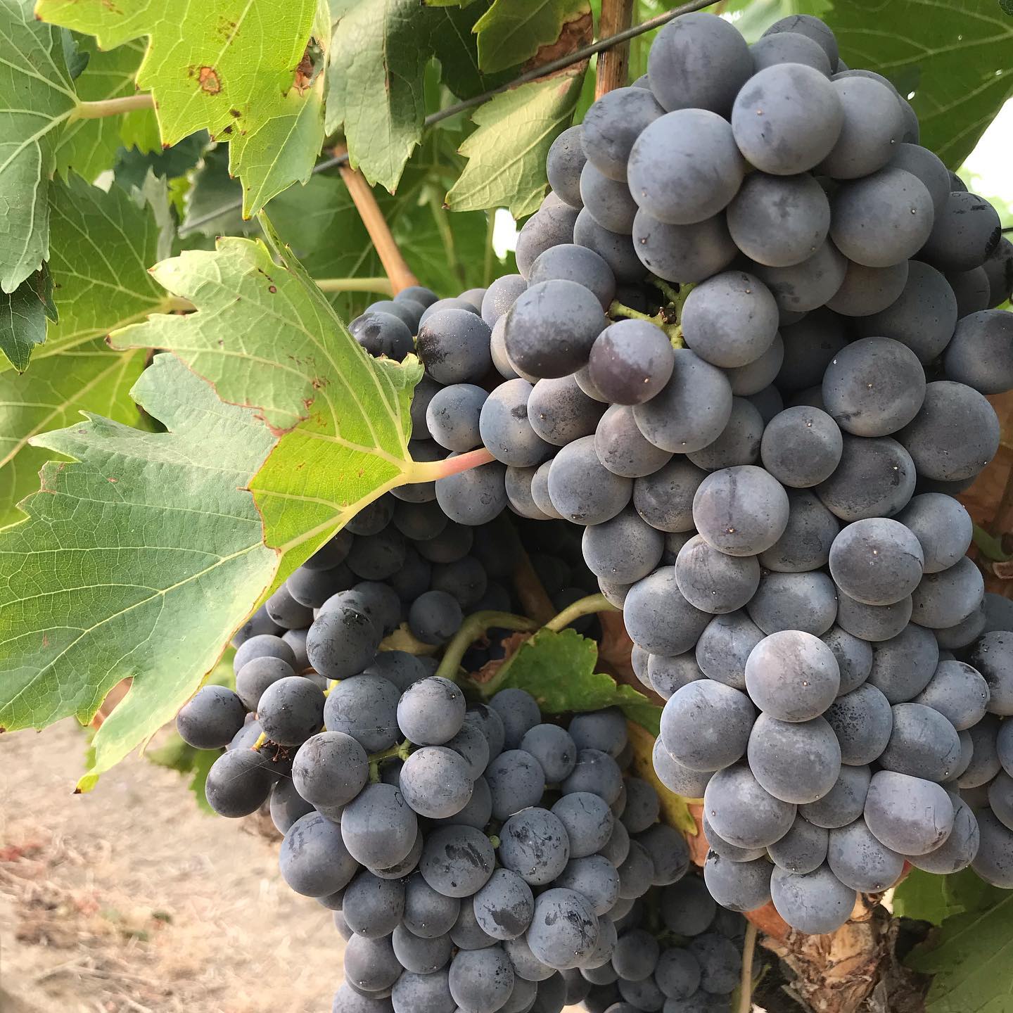 About The Monson Family – Goose Ridge Estates